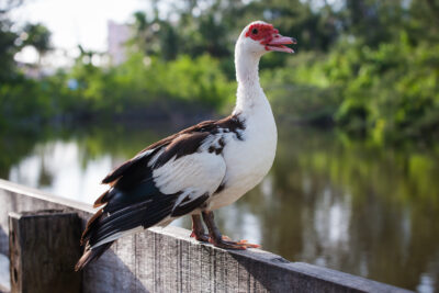 How To Care For Ducks - Backyard Poultry